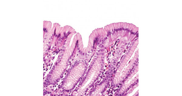 Среда для быстрой заливки Entellan new для микроскопии Sigma-Aldrich ...