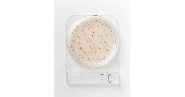 Микробіологічне середовище Compact Dry TC (total count) 40 шт/уп